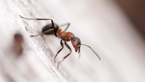 Southern Wood Ant | The Wildlife Trusts