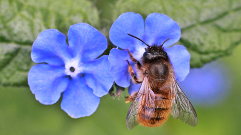 Red mason bee | The Wildlife Trusts