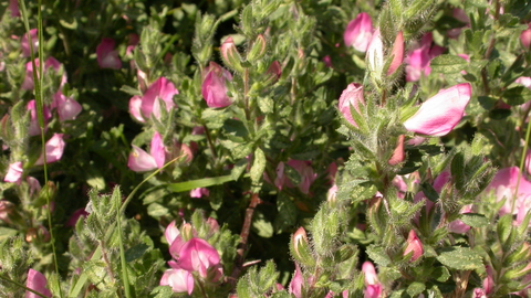 Common restharrow | The Wildlife Trusts