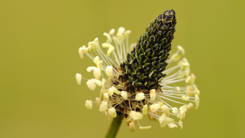 Ribwort plantain | The Wildlife Trusts