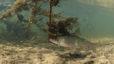 Roach | The Wildlife Trusts