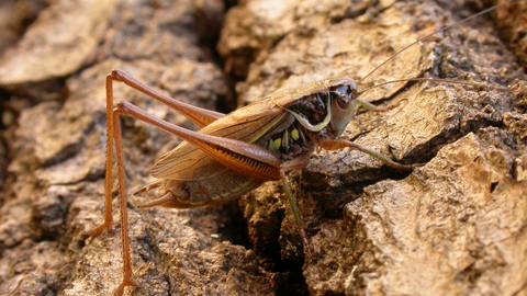 Roesel's bush-cricket | The Wildlife Trusts