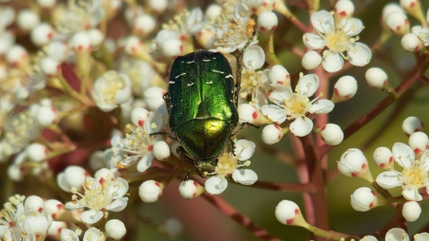 Rose chafer | The Wildlife Trusts