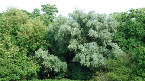 White willow | The Wildlife Trusts