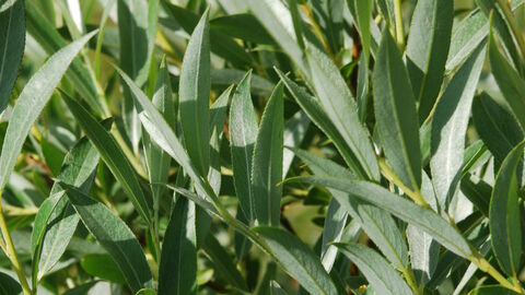 White willow | The Wildlife Trusts