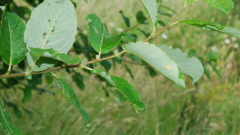 Goat willow | The Wildlife Trusts