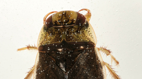 Saucer bug | The Wildlife Trusts