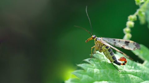 Scorpionfly | The Wildlife Trusts