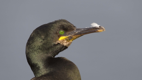Shag | The Wildlife Trusts