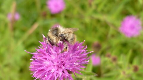 Shrill carder bee | The Wildlife Trusts