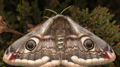 Emperor moth | The Wildlife Trusts