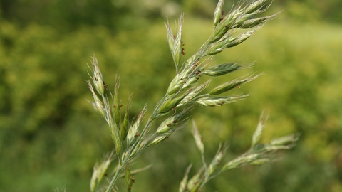 Soft brome | The Wildlife Trusts