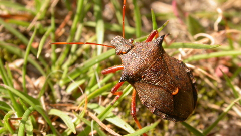 Spiked shieldbug | The Wildlife Trusts