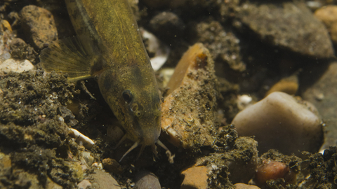 Stone loach | The Wildlife Trusts