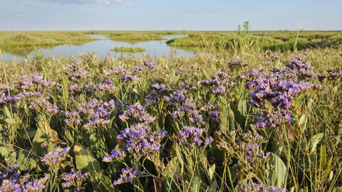 Common sea-lavender | The Wildlife Trusts