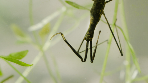 Water stick insect | The Wildlife Trusts
