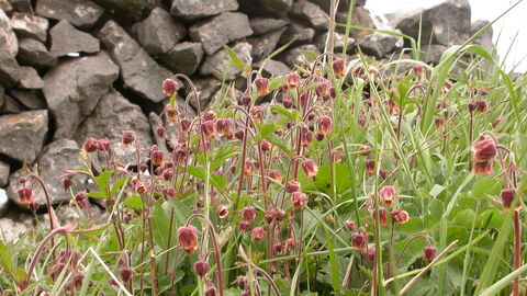 Water avens | The Wildlife Trusts