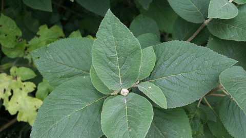 Wayfaring-tree | The Wildlife Trusts