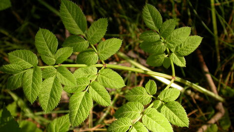 Wild angelica | The Wildlife Trusts