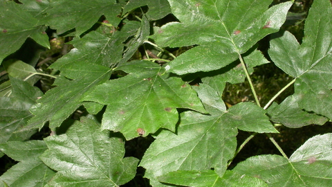 Wild service tree | The Wildlife Trusts