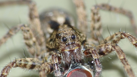 Wolf spider | The Wildlife Trusts