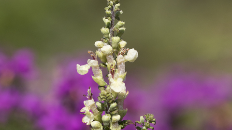 Wood sage | The Wildlife Trusts