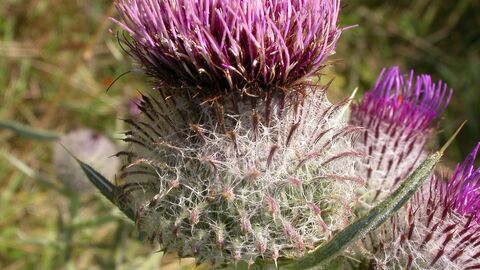 Woolly thistle | The Wildlife Trusts