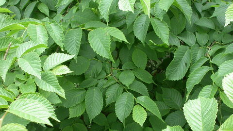Wych elm | The Wildlife Trusts