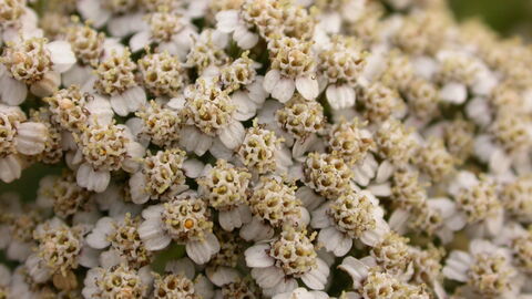 Yarrow | The Wildlife Trusts