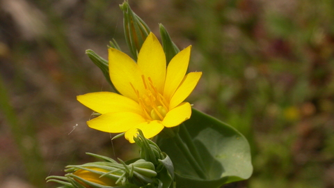 Yellow-wort | The Wildlife Trusts