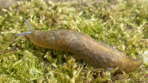 Yellow slug | The Wildlife Trusts