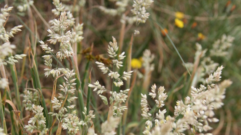 Yorkshire-fog | The Wildlife Trusts