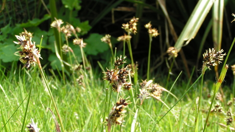 Field wood-rush | The Wildlife Trusts