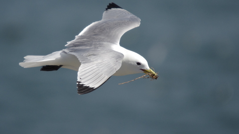 Kittiwake | The Wildlife Trusts
