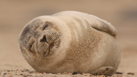 Common seal | The Wildlife Trusts