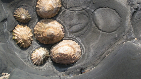 Common Limpet | The Wildlife Trusts