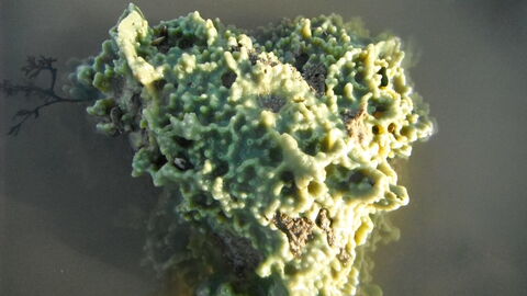 Breadcrumb sponge | The Wildlife Trusts