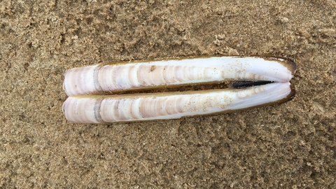 Razor shell | The Wildlife Trusts