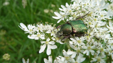 Noble chafer | The Wildlife Trusts