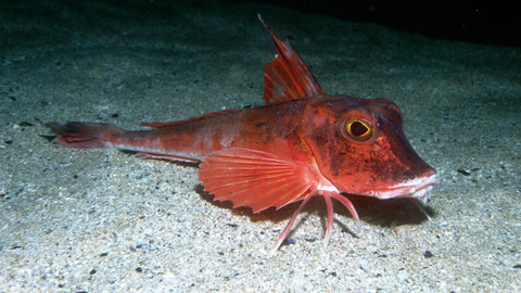 Red gurnard | The Wildlife Trusts