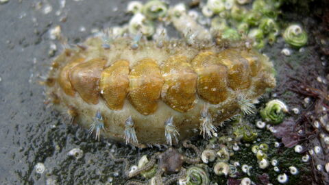 Chitons | The Wildlife Trusts