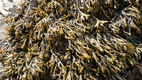 Channelled wrack | The Wildlife Trusts