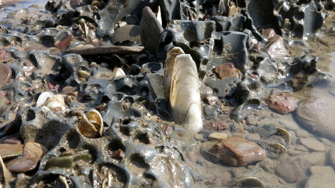 Piddock | The Wildlife Trusts