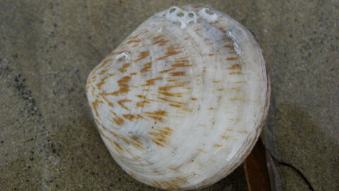 Dog cockle | The Wildlife Trusts