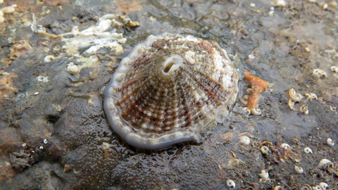 Keyhole limpet | The Wildlife Trusts