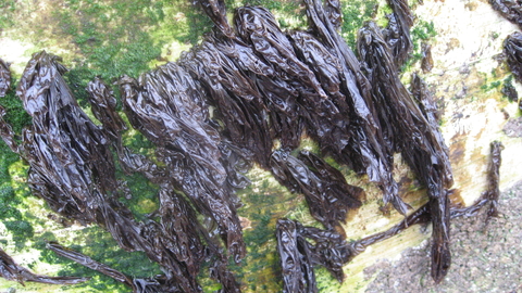 Purple laver | The Wildlife Trusts