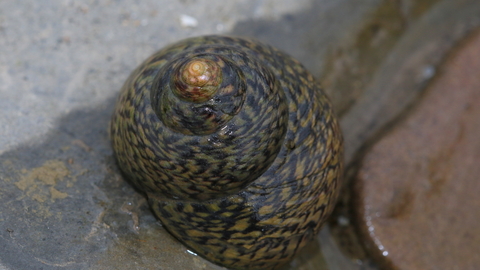 Thick topshell | The Wildlife Trusts