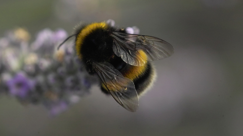 Cute Fuzzy Bee