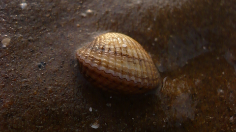 Cockle | The Wildlife Trusts