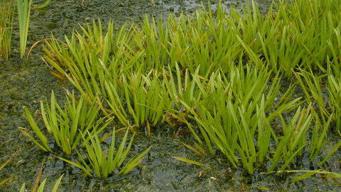 Water-soldier | The Wildlife Trusts